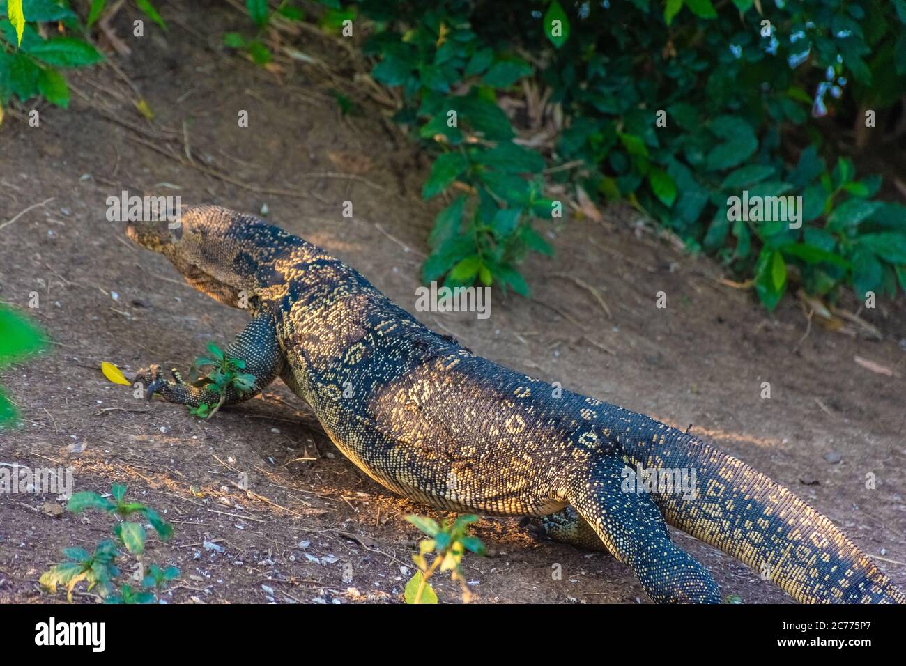 Wild monitor lizard in Lumphini Park, Bangkok, Thailand Stock Photo - Alamy