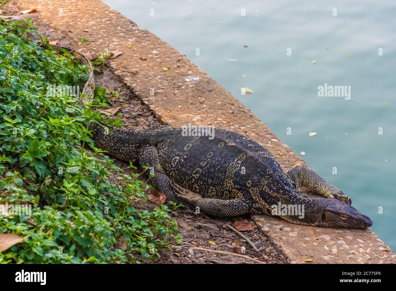 Wild monitor lizard in Lumphini Park, Bangkok, Thailand Stock Photo - Alamy