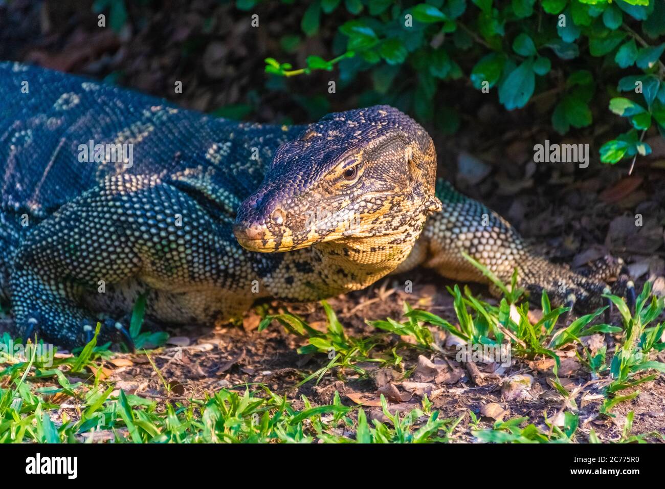 Wild monitor lizard in Lumphini Park, Bangkok, Thailand Stock Photo - Alamy