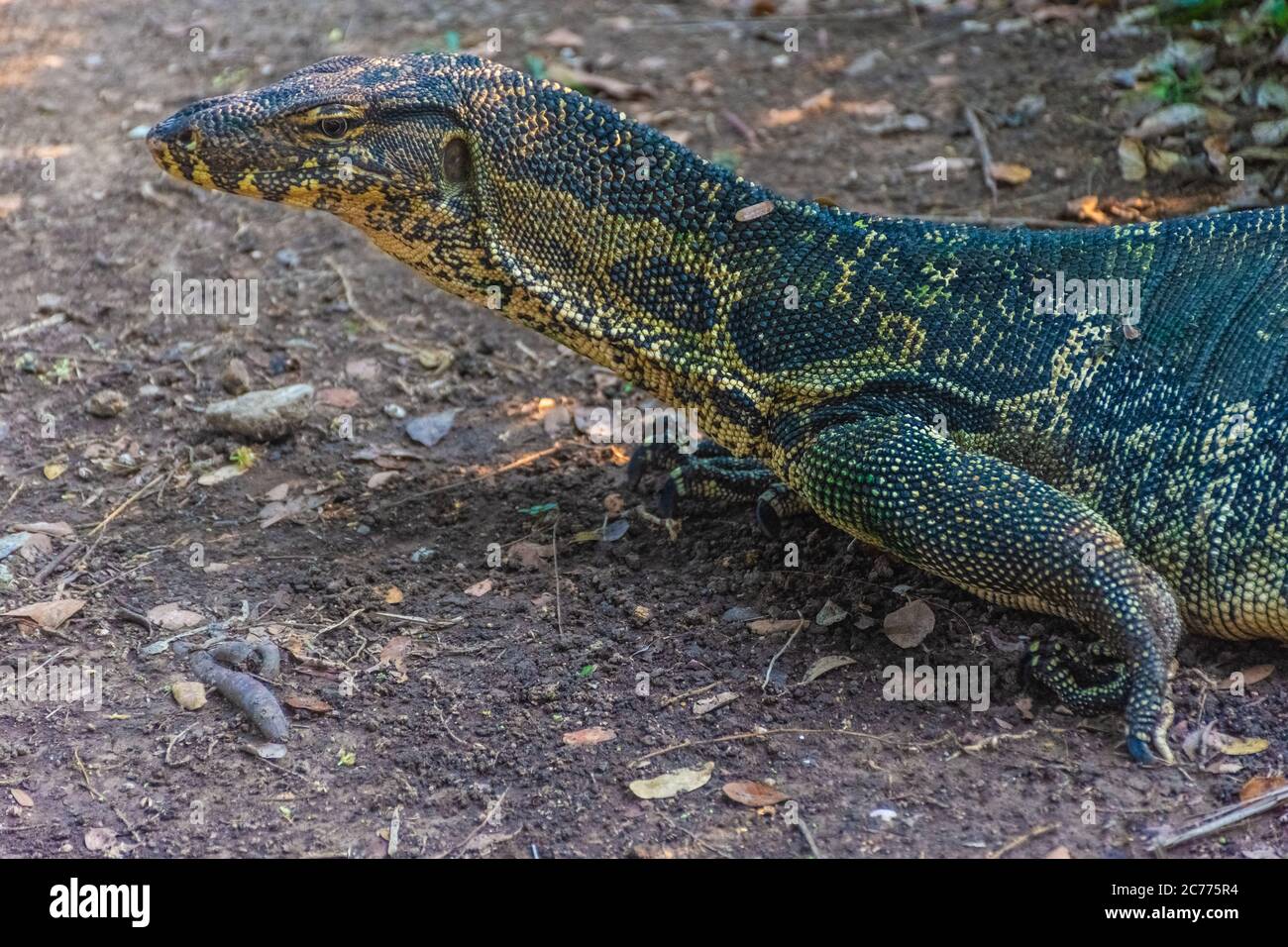 Wild monitor lizard in Lumphini Park, Bangkok, Thailand Stock Photo - Alamy