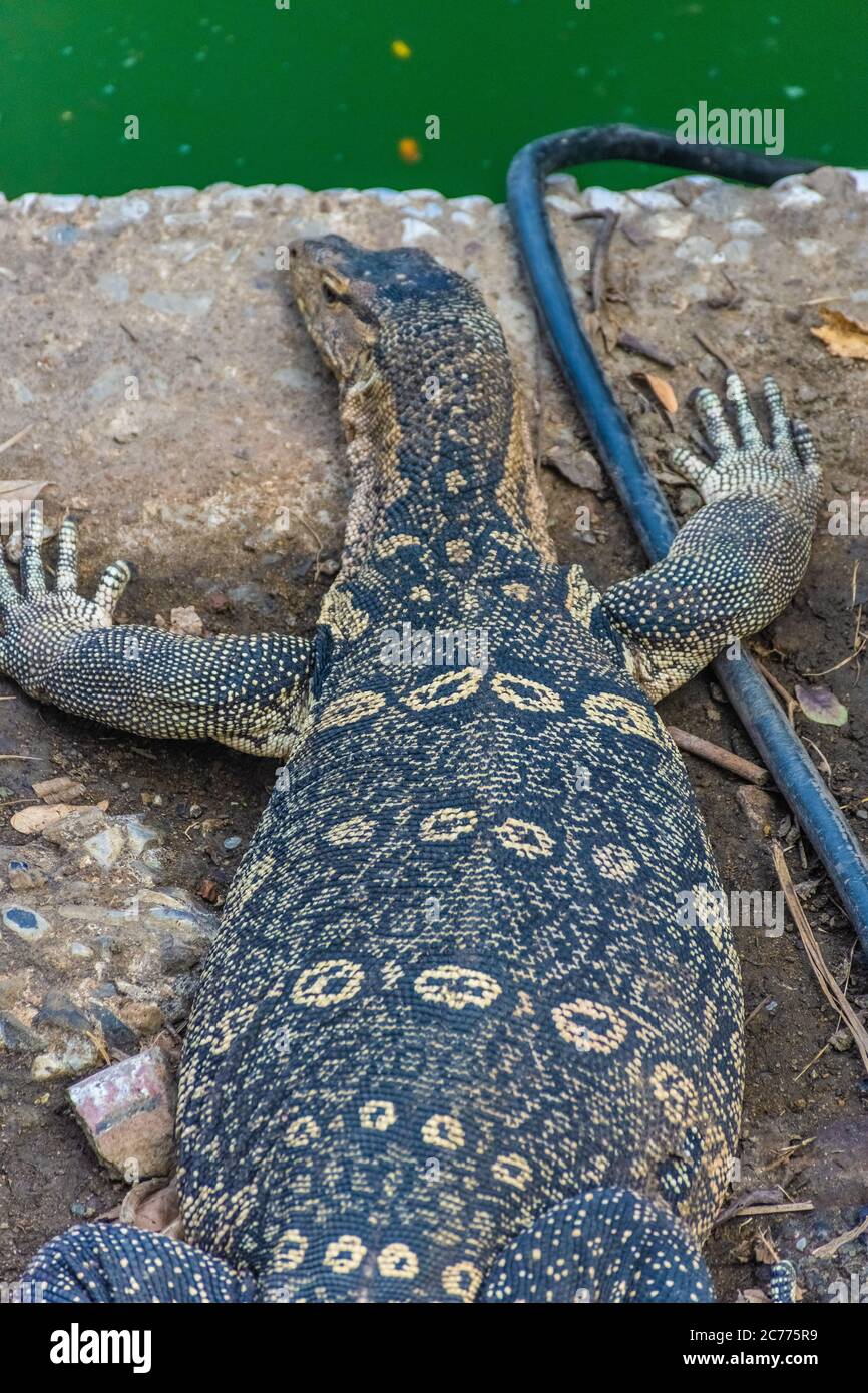 Wild monitor lizard in Lumphini Park, Bangkok, Thailand Stock Photo - Alamy