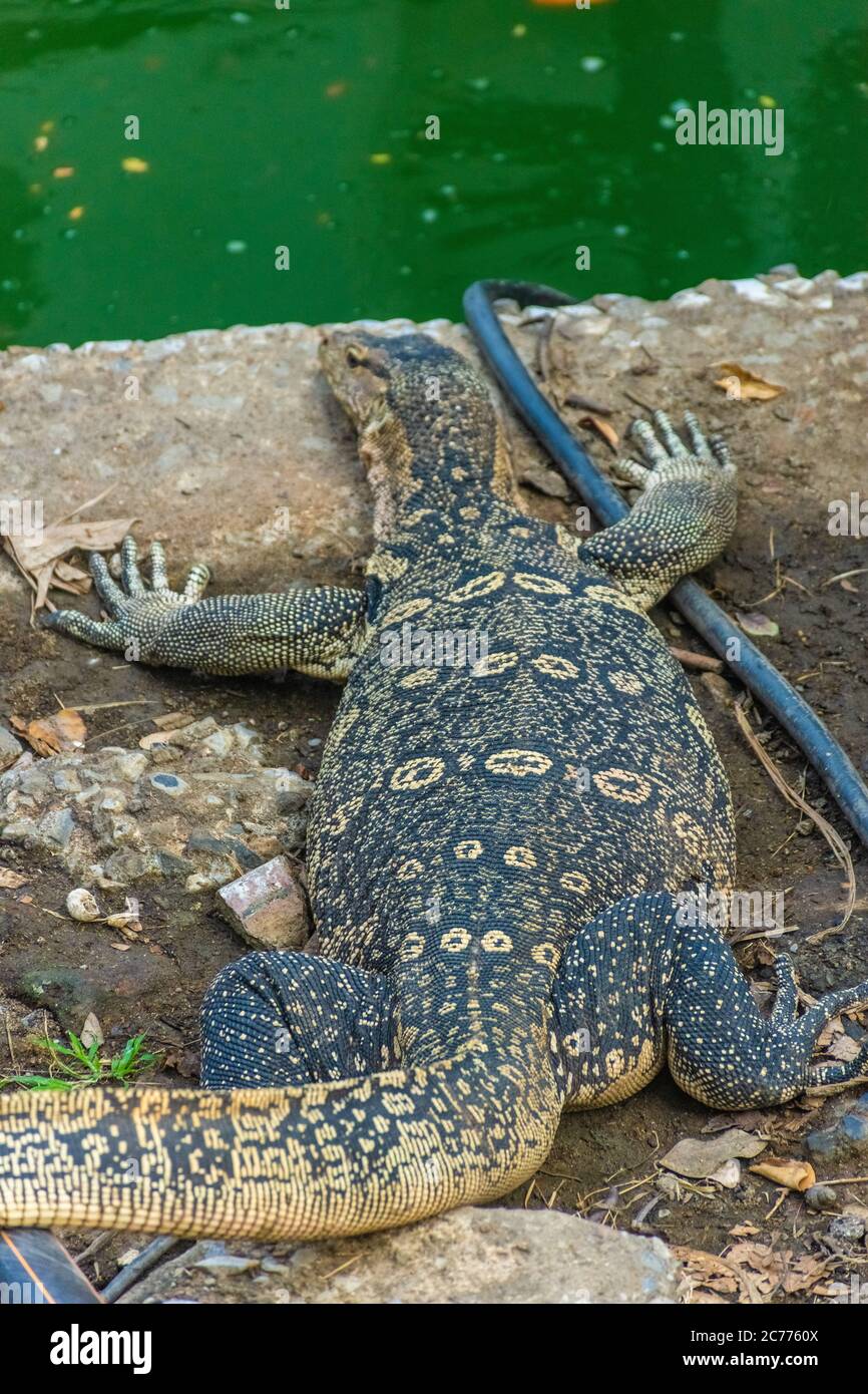 Wild monitor lizard in Lumphini Park, Bangkok, Thailand Stock Photo - Alamy