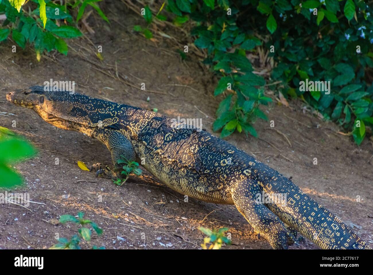 Wild monitor lizard in Lumphini Park, Bangkok, Thailand Stock Photo - Alamy