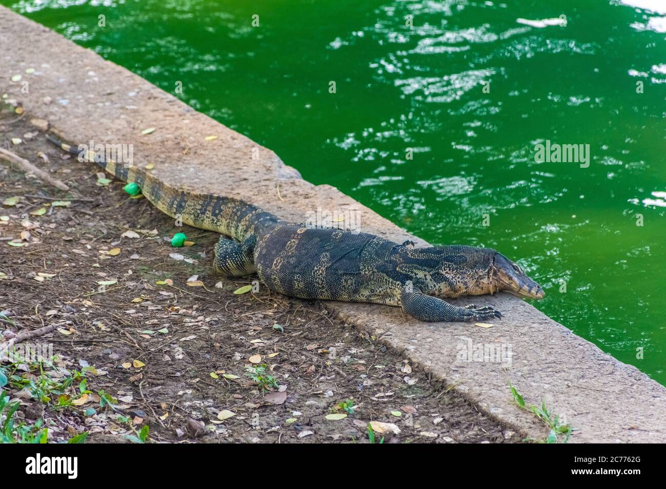 Wild monitor lizard in Lumphini Park, Bangkok, Thailand Stock Photo - Alamy