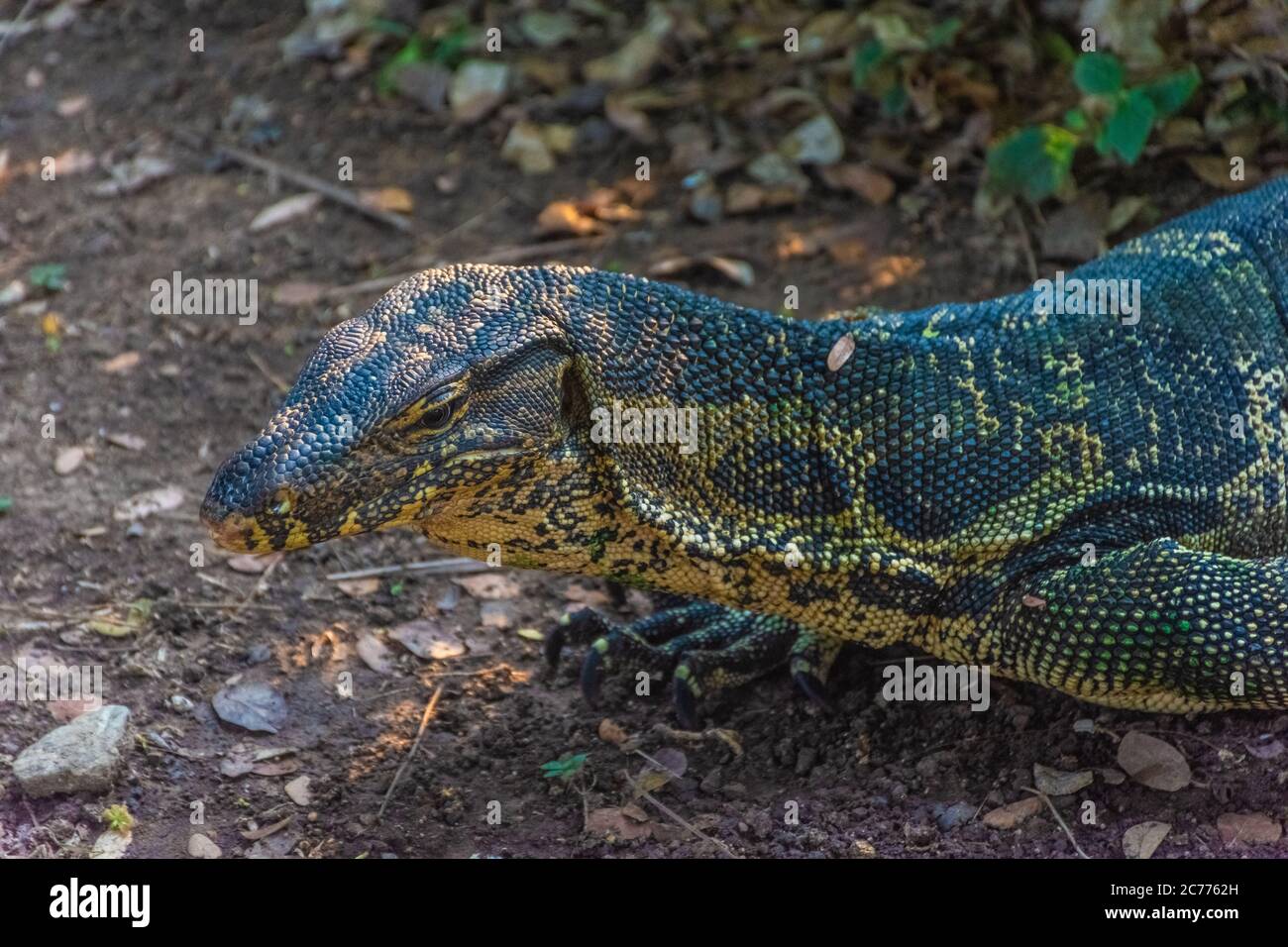 Wild monitor lizard in Lumphini Park, Bangkok, Thailand Stock Photo - Alamy