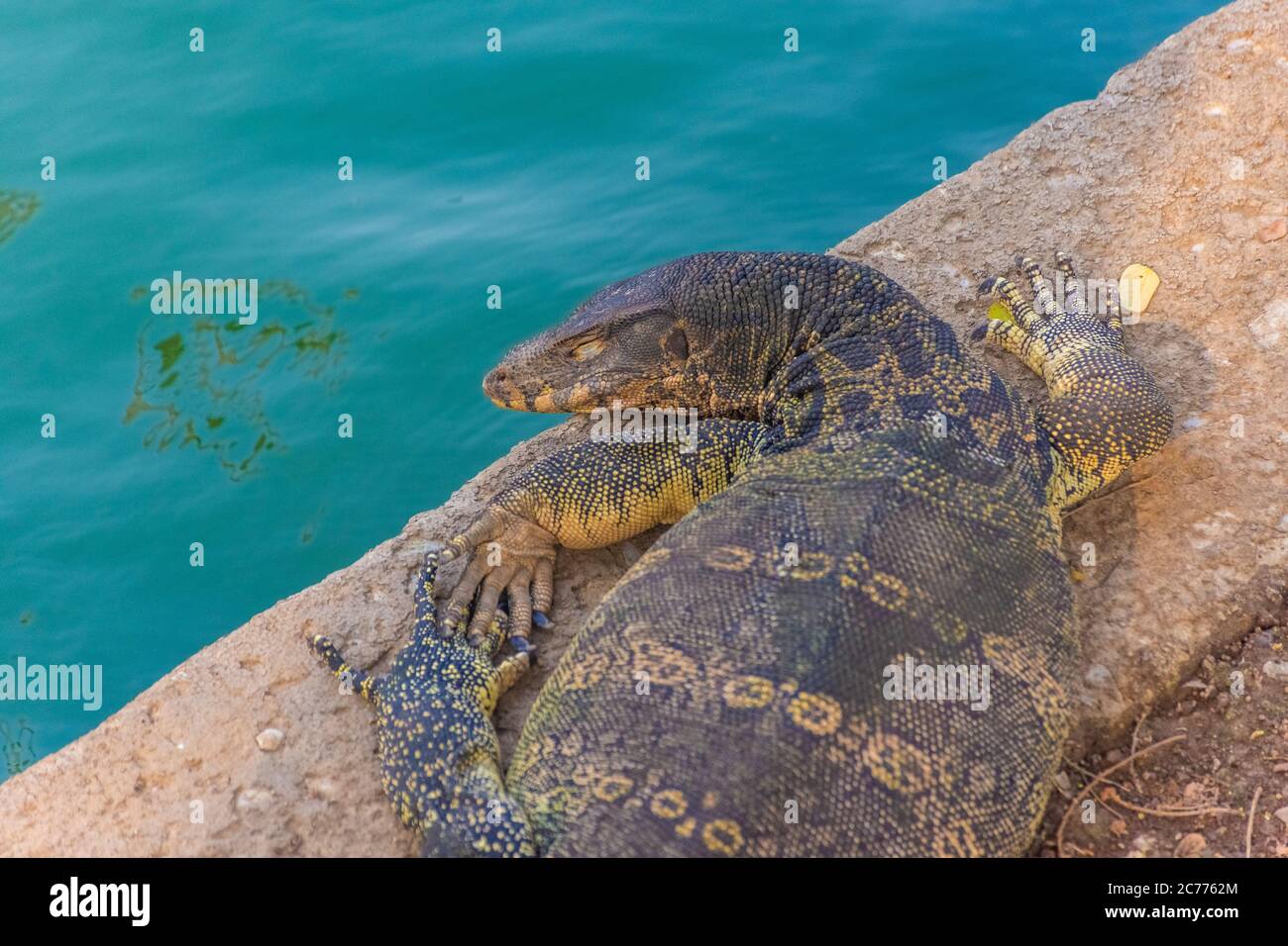 Wild monitor lizard in Lumphini Park, Bangkok, Thailand Stock Photo - Alamy