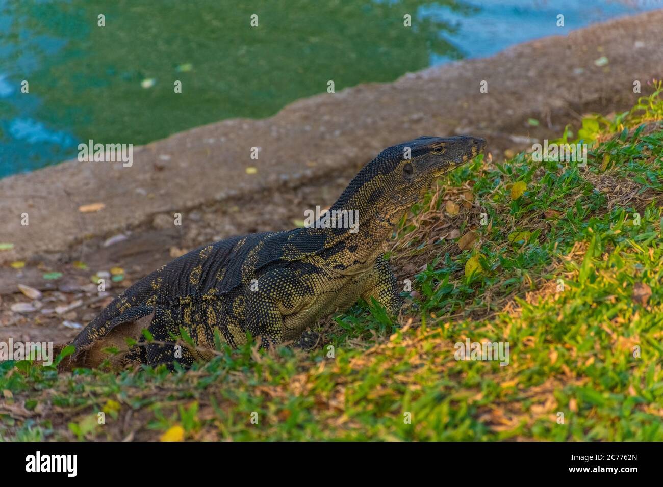 Wild monitor lizard in Lumphini Park, Bangkok, Thailand Stock Photo - Alamy