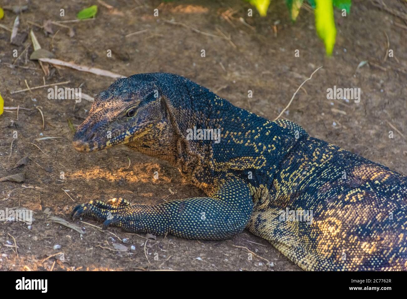Wild monitor lizard in Lumphini Park, Bangkok, Thailand Stock Photo - Alamy