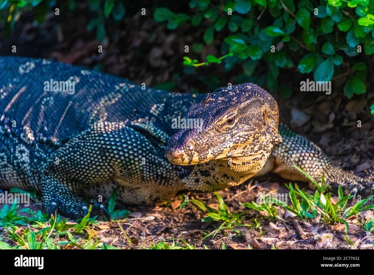 Wild monitor lizard in Lumphini Park, Bangkok, Thailand Stock Photo - Alamy