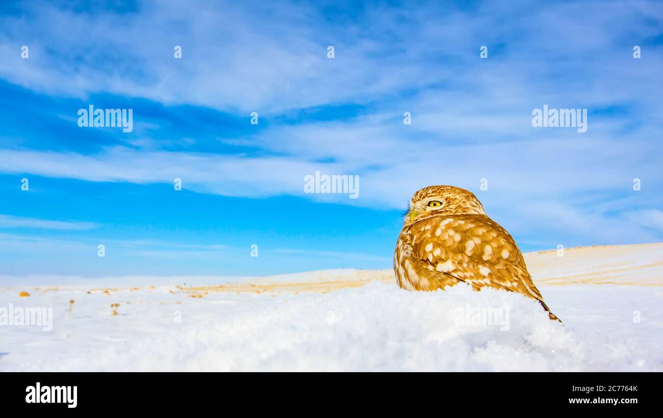 Cute little owl and winter scene. Landscape wildlife photography. Bird ...