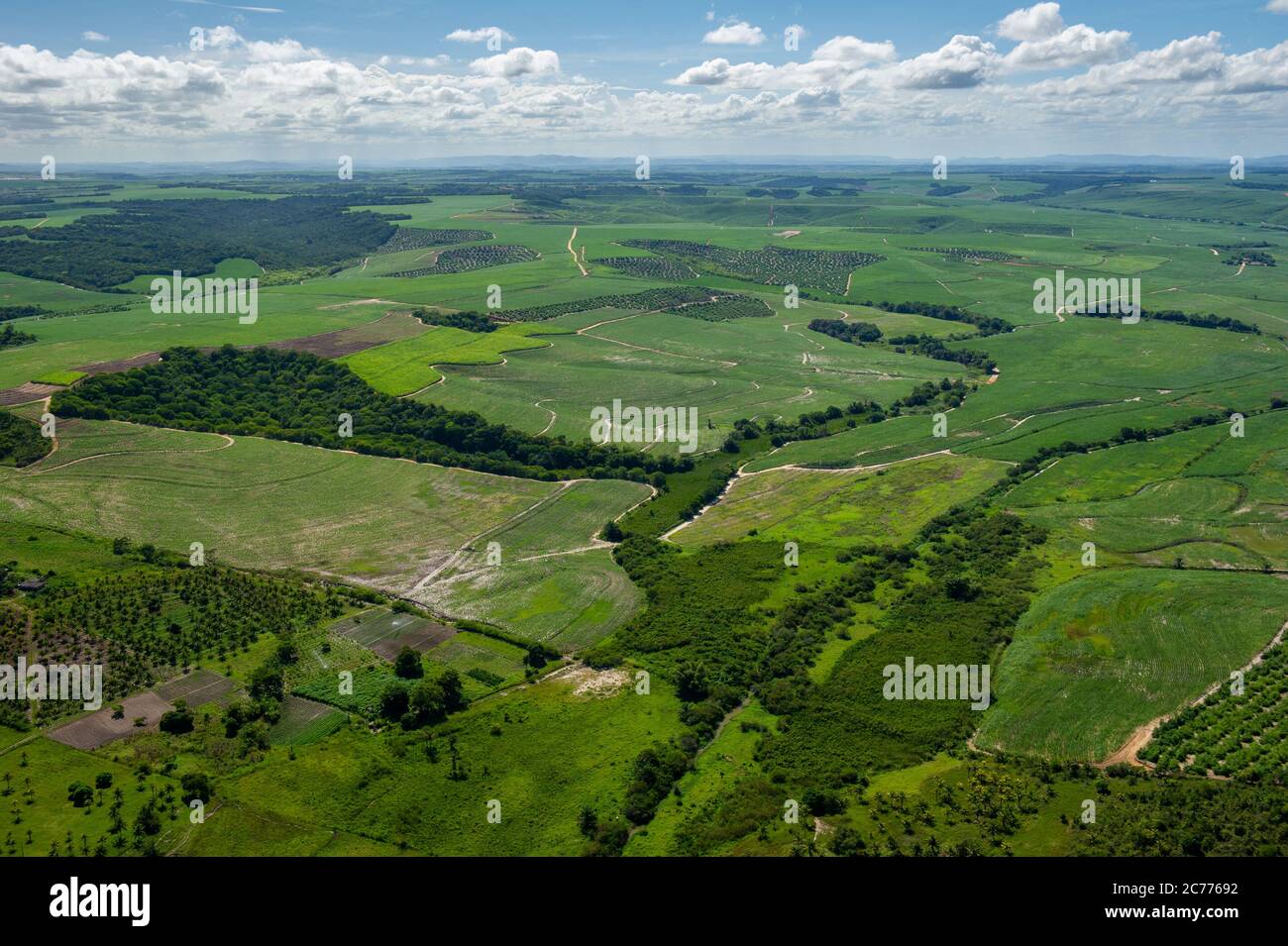 Sugar cane plantation brazil hi-res stock photography and images - Alamy