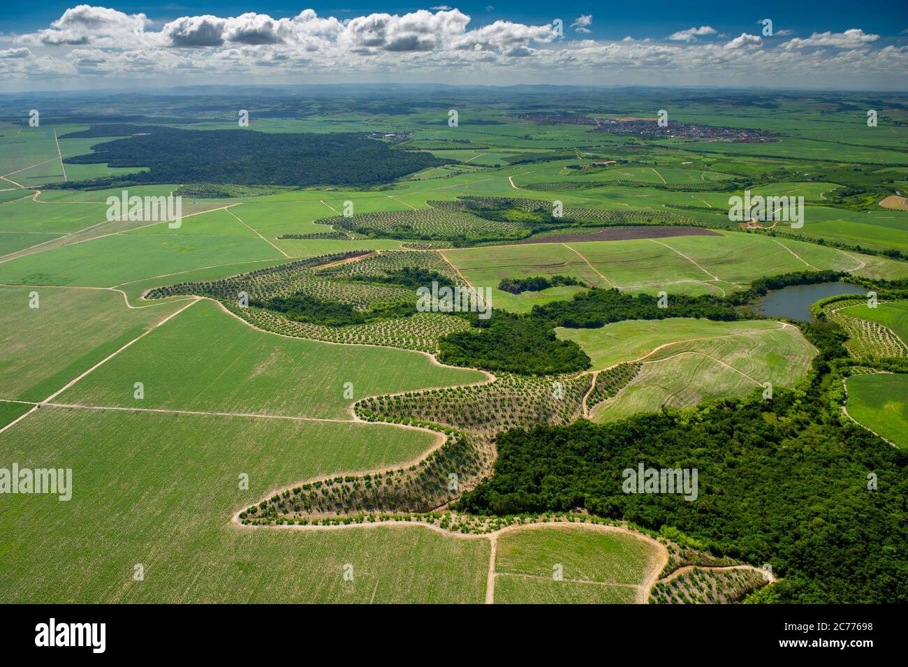Sugar cane plantation brazil hi-res stock photography and images - Alamy