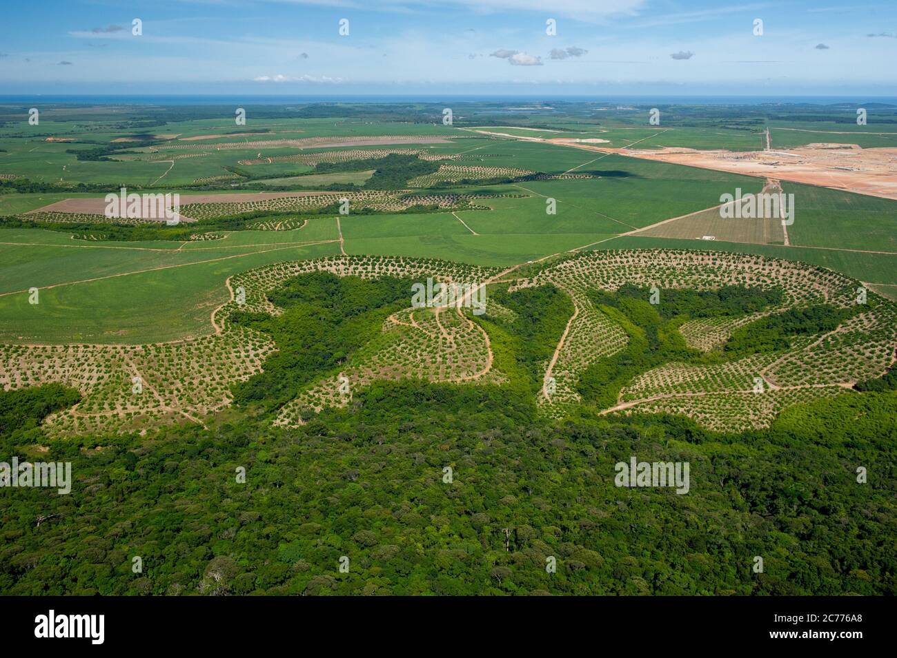 Sugar cane plantation brazil hi-res stock photography and images - Alamy