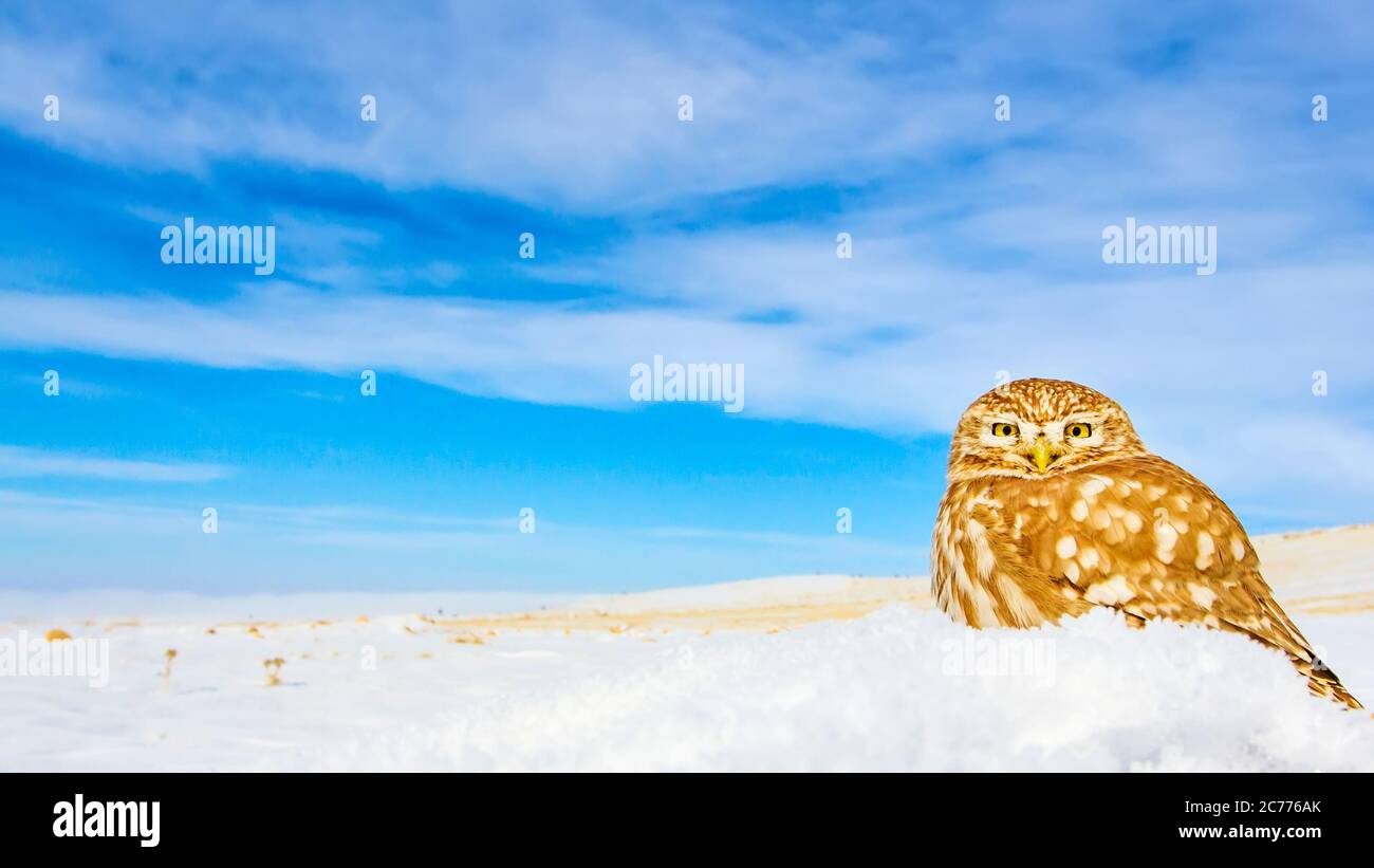 Cute little owl and winter scene. Landscape wildlife photography. Bird ...