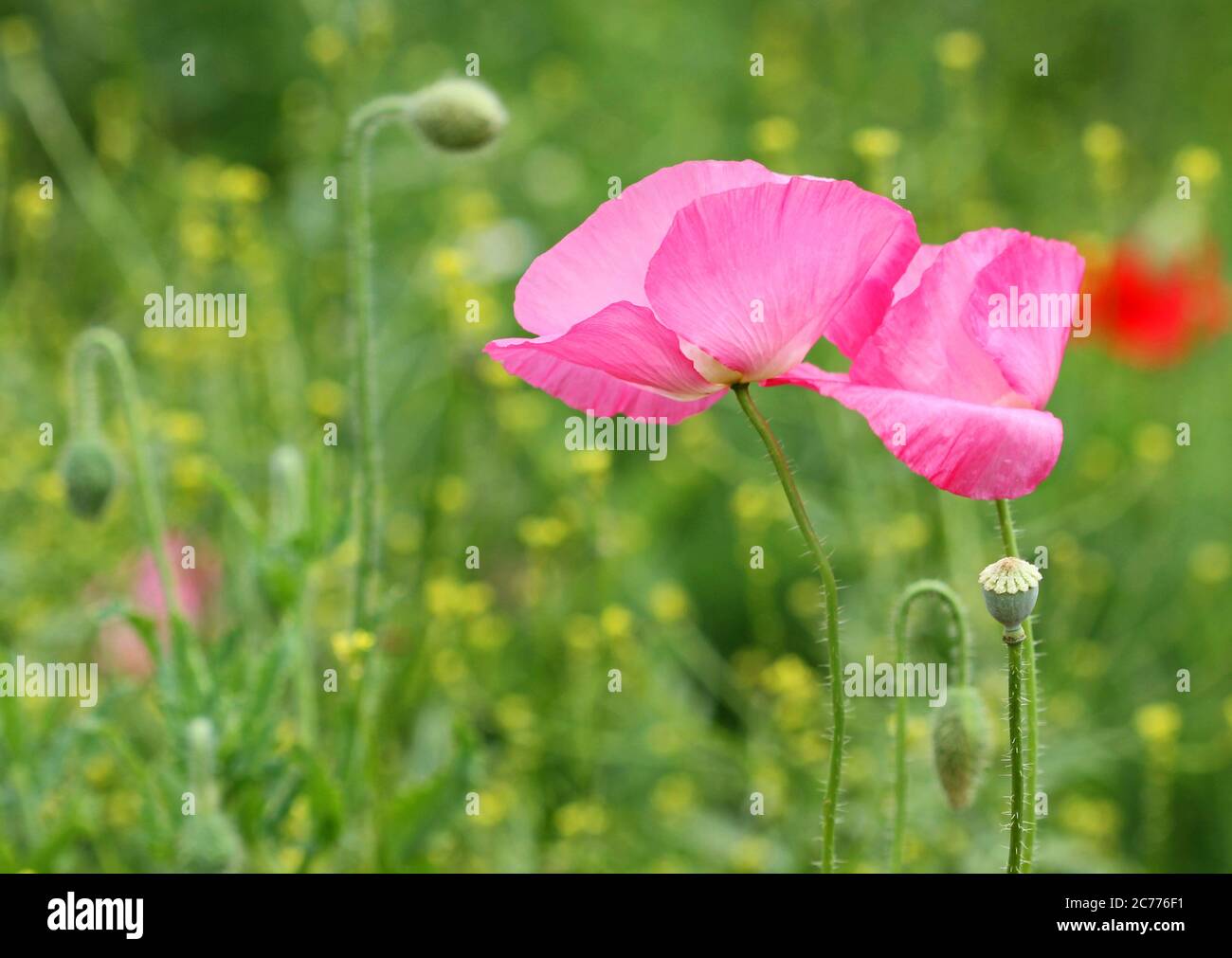 Two poppy flowers hi-res stock photography and images - Alamy