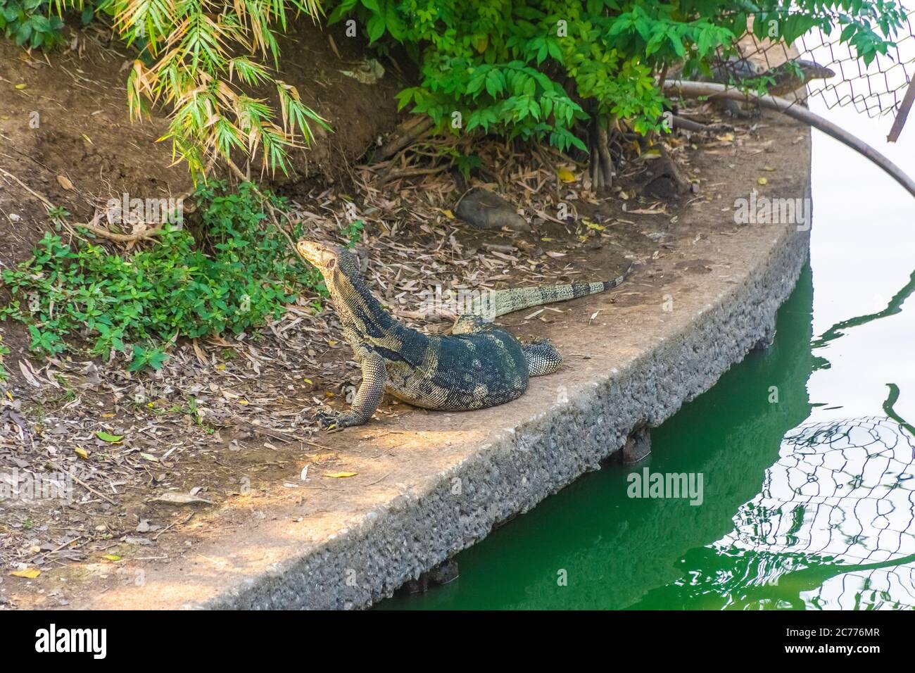 Wild monitor lizard in Lumphini Park, Bangkok, Thailand Stock Photo - Alamy