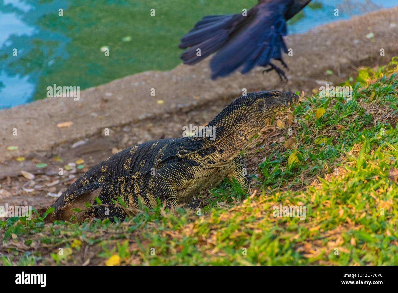Wild monitor lizard in Lumphini Park, Bangkok, Thailand Stock Photo - Alamy