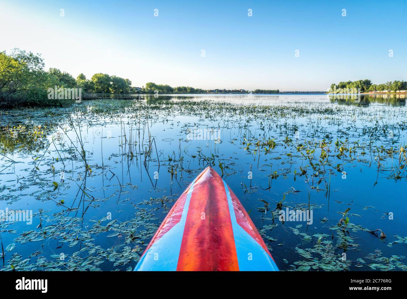 stand up paddleboard on a calm overgrown lake, paddler POV, summer ...