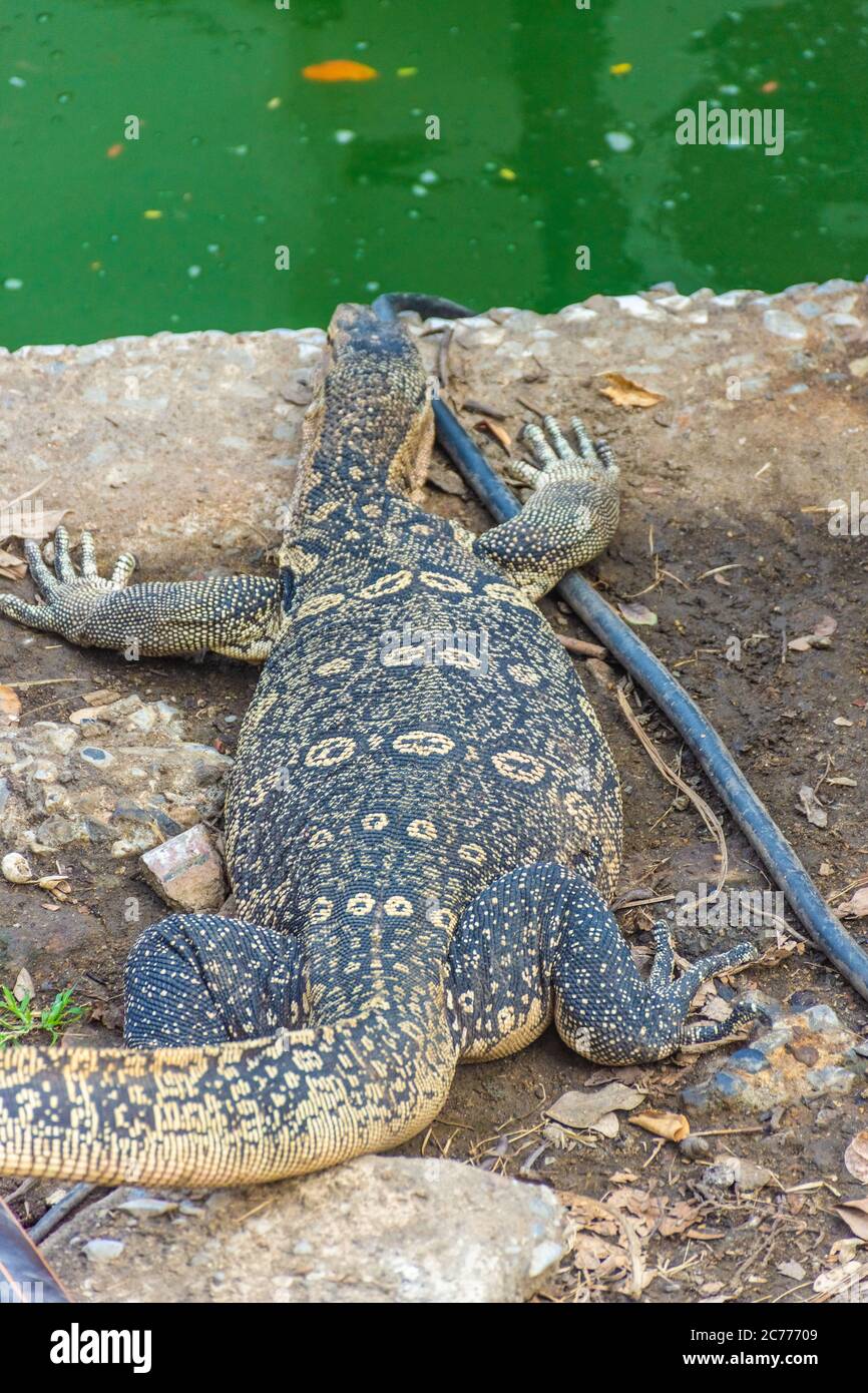 Monitor lizard lumphini park bangkok hi-res stock photography and ...