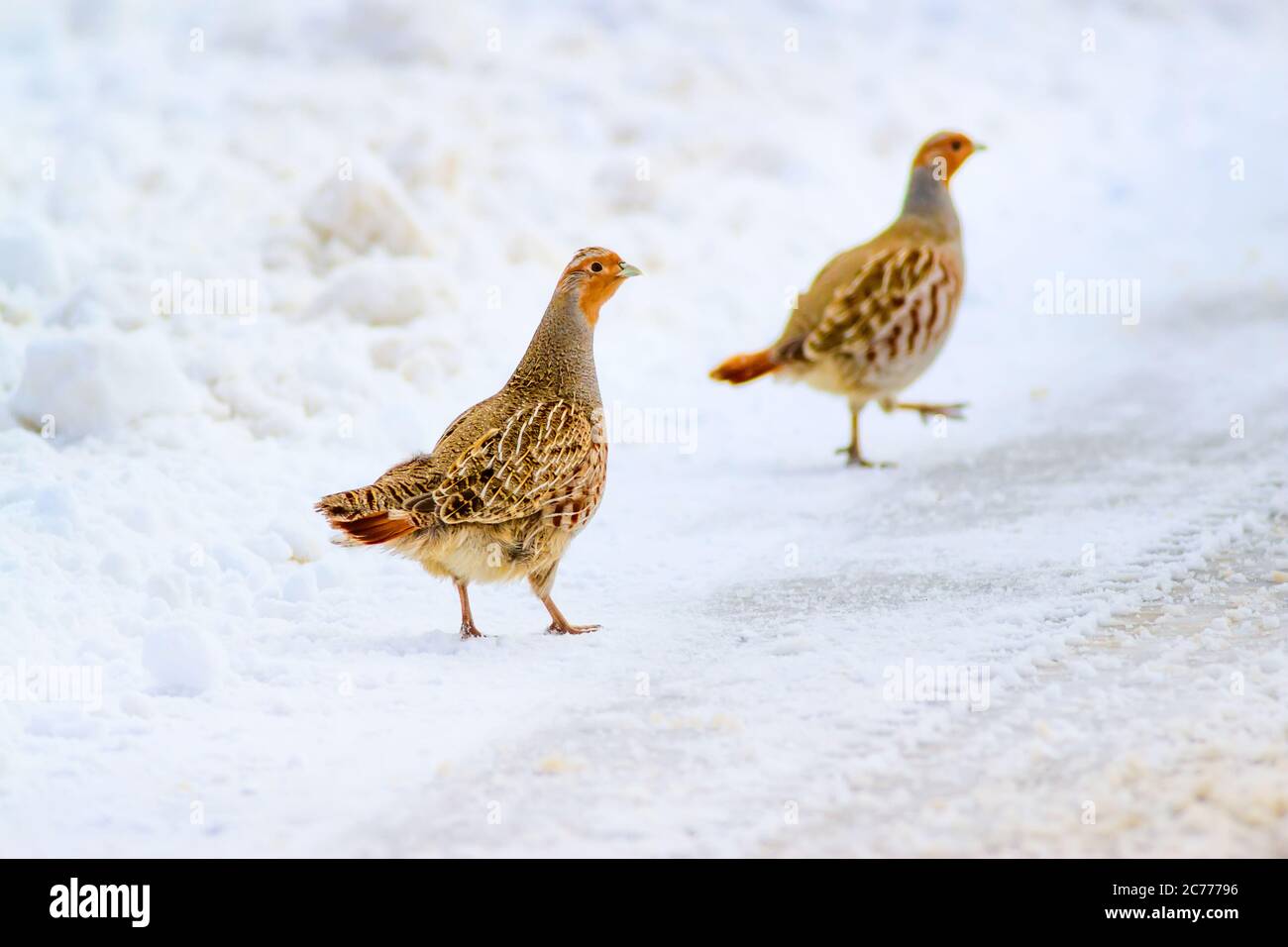Winter and Partridge. White snow background. Bird: Grey Partridge ...