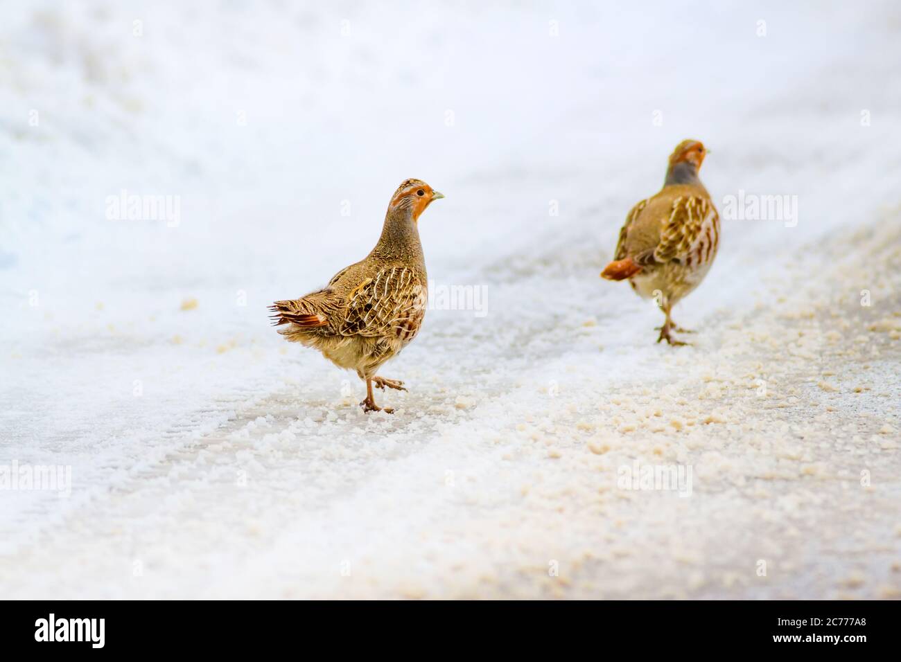 Winter and Partridge. White snow background. Bird: Grey Partridge ...