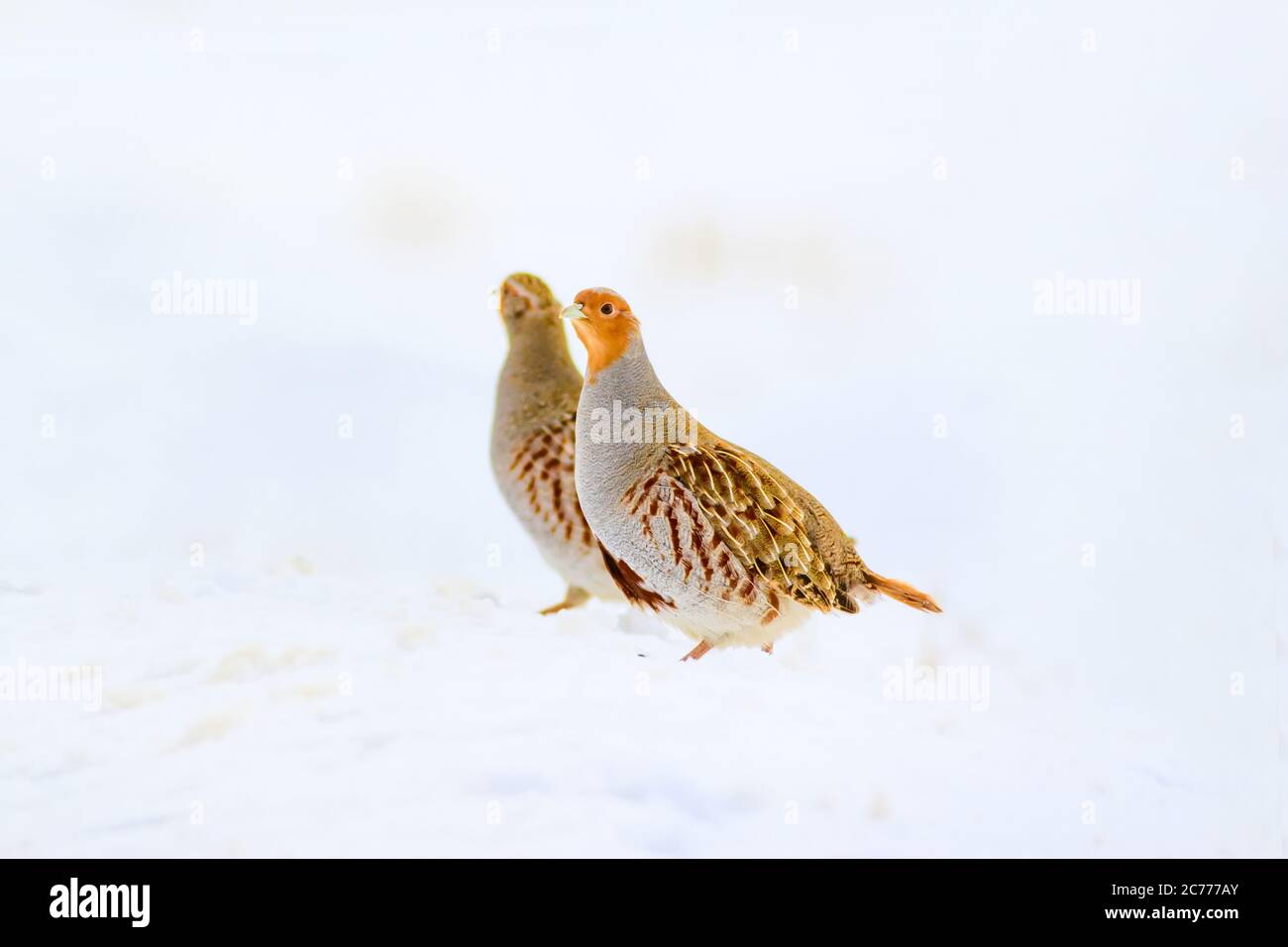 Winter and Partridge. White snow background. Bird: Grey Partridge ...