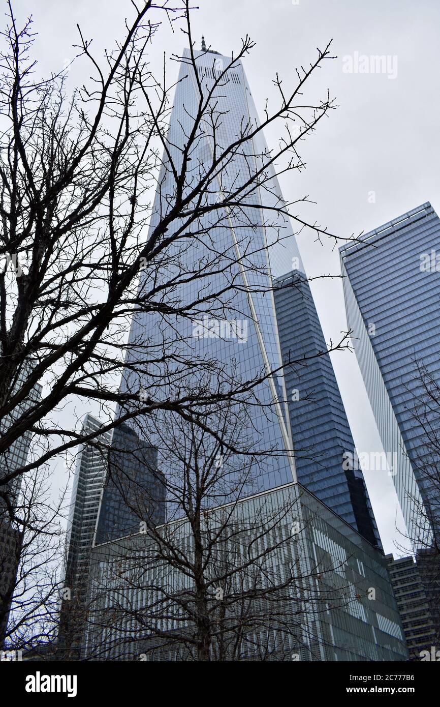 One World Trade Centre rises from behind a tree on an overcast day ...