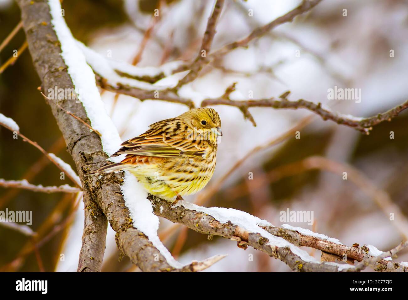 Snow and cute yellow bird. White snow background. Bird: Yellowhammer ...