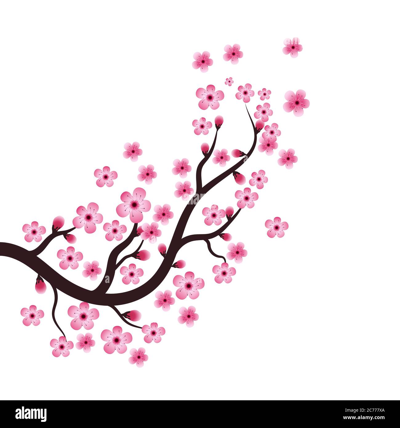 Sakura Beauty flower Vector icon illustration design Stock Vector Image ...