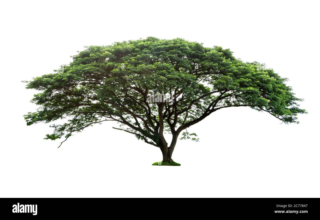 Trees isolated on white background Stock Photo - Alamy