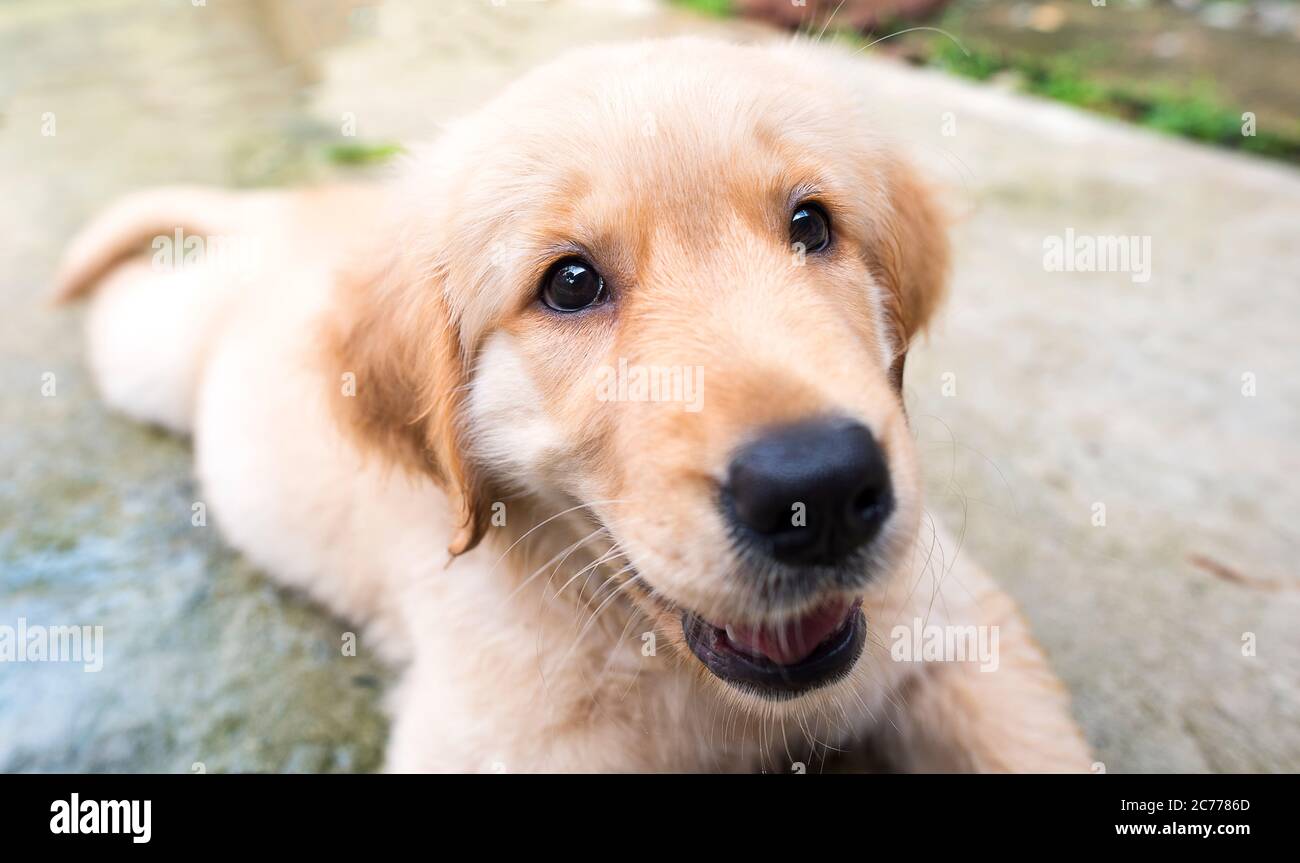 Close up Golden Retriever face Stock Photo - Alamy