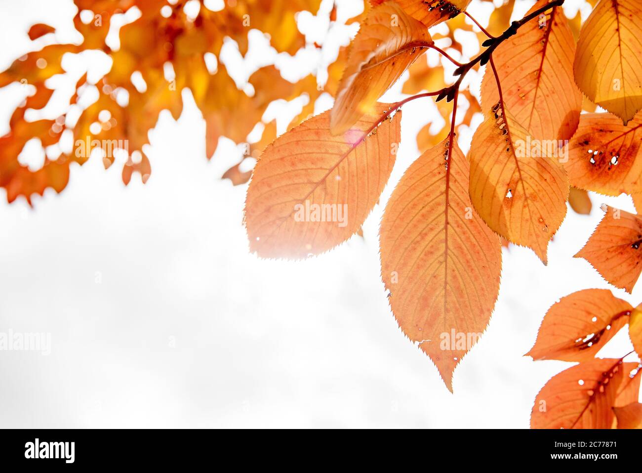 November background hi-res stock photography and images - Alamy