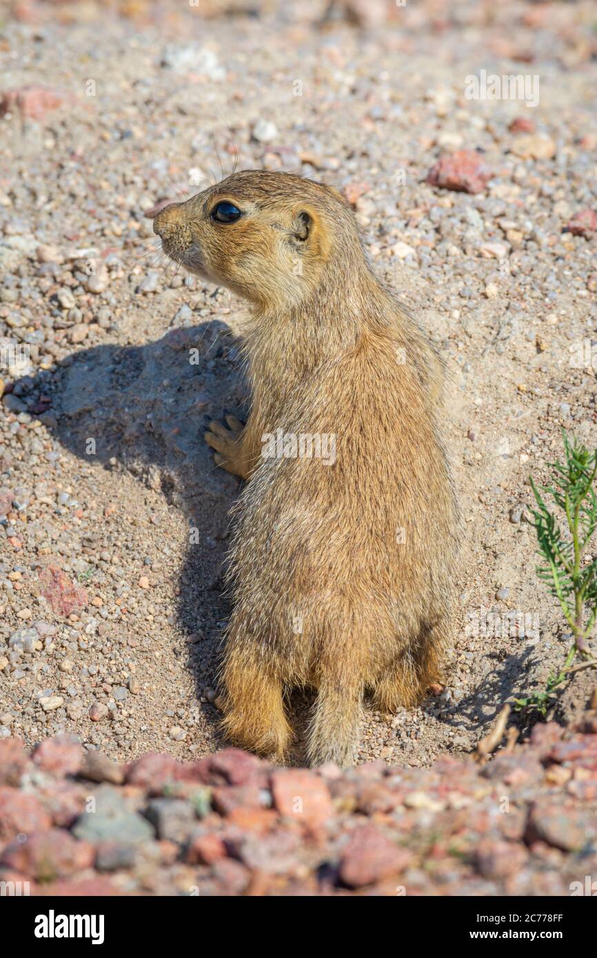 Burrow systems hi-res stock photography and images - Alamy