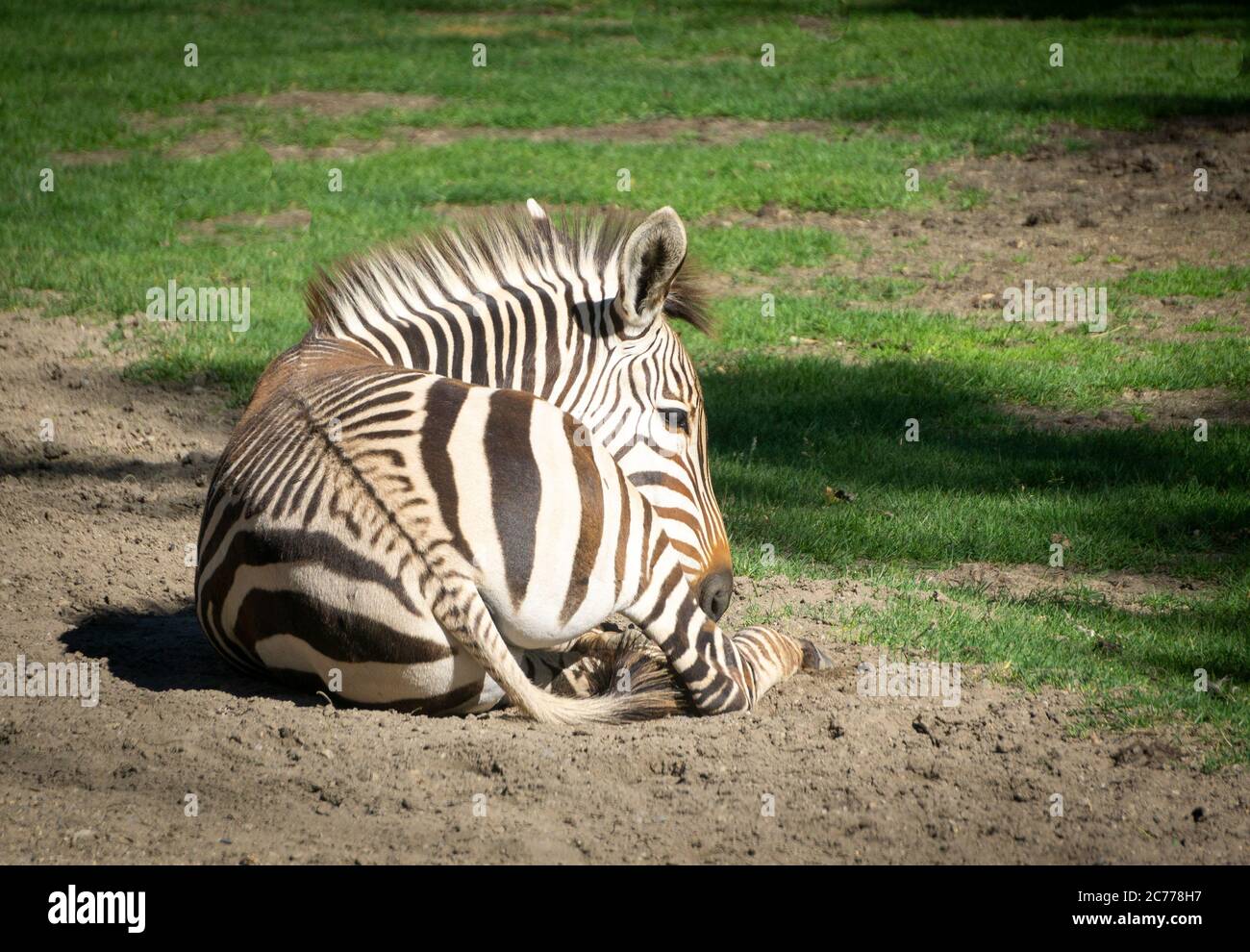 Hartmann's Zebra Calgary Zoo Alberta Stock Photo - Alamy