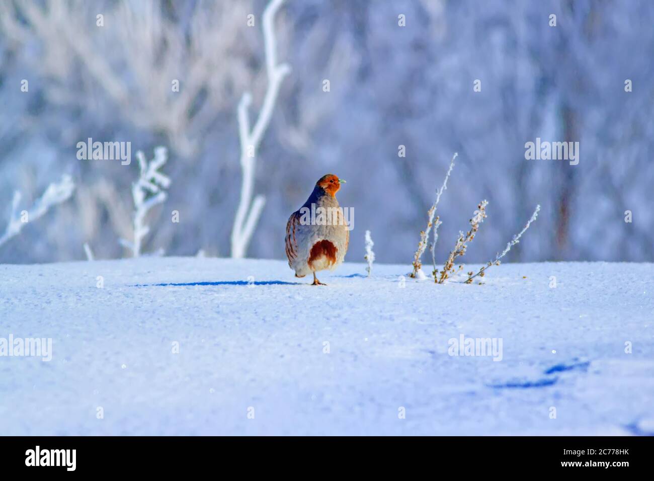 Winter and Partridge. White snow background. Bird: Grey Partridge ...