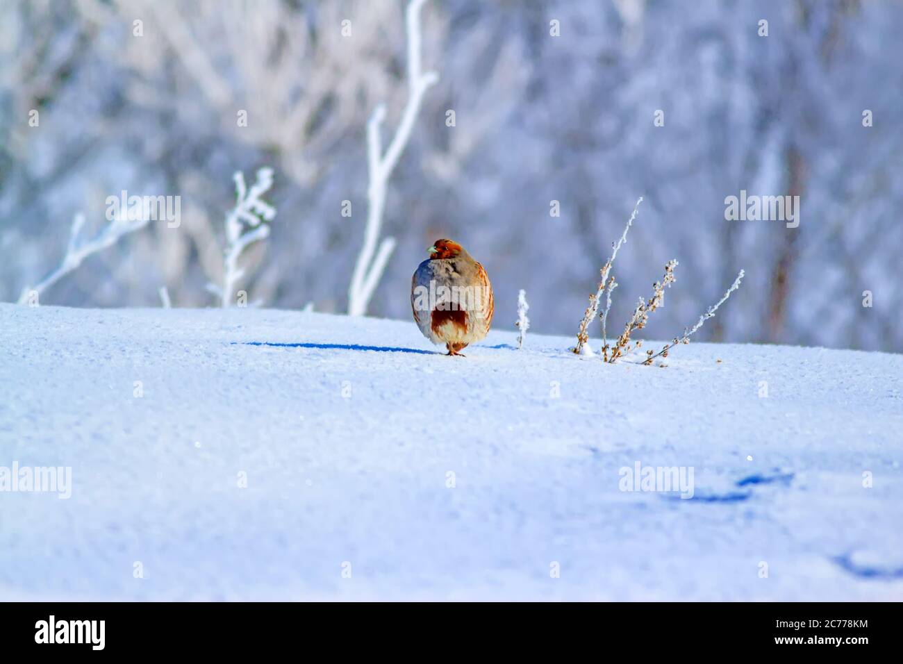 Winter and Partridge. White snow background. Bird: Grey Partridge ...