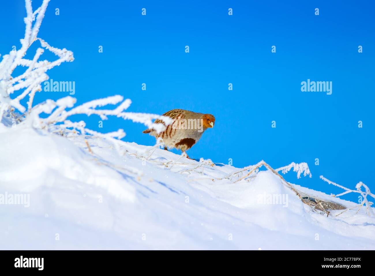 Winter and Partridge. White snow background. Bird: Grey Partridge ...