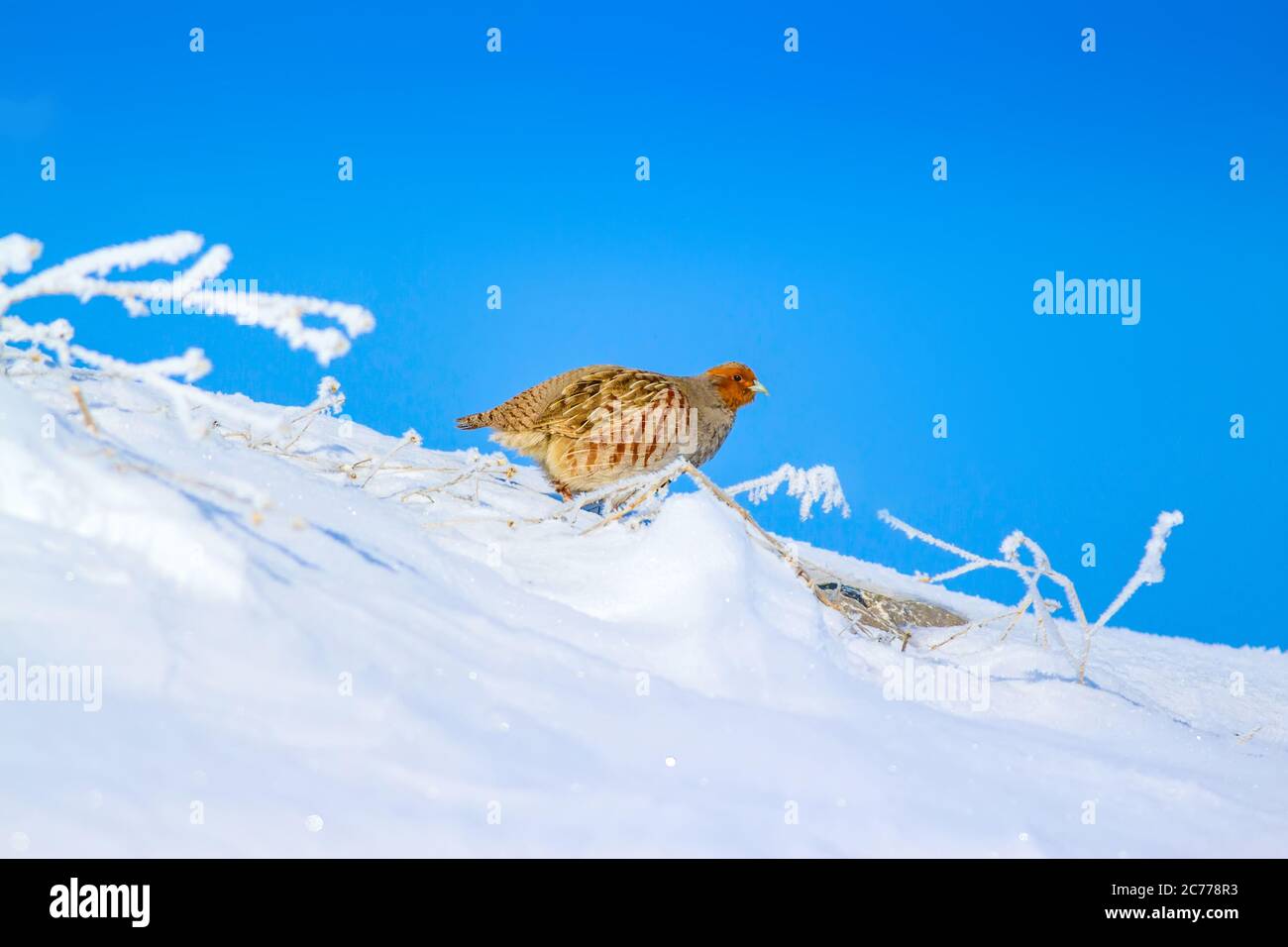 Winter and Partridge. White snow background. Bird: Grey Partridge ...