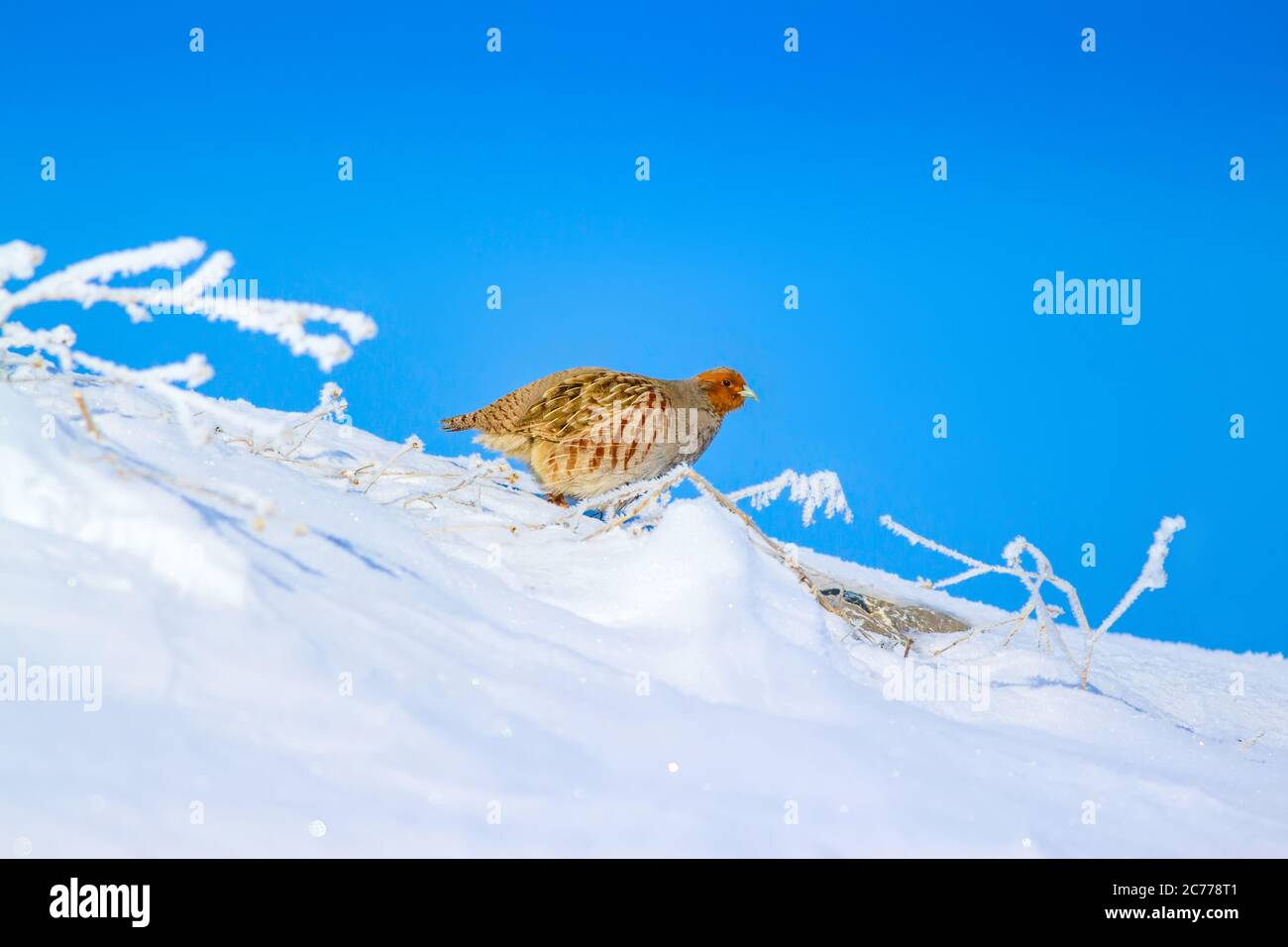 Winter and Partridge. White snow background. Bird: Grey Partridge ...
