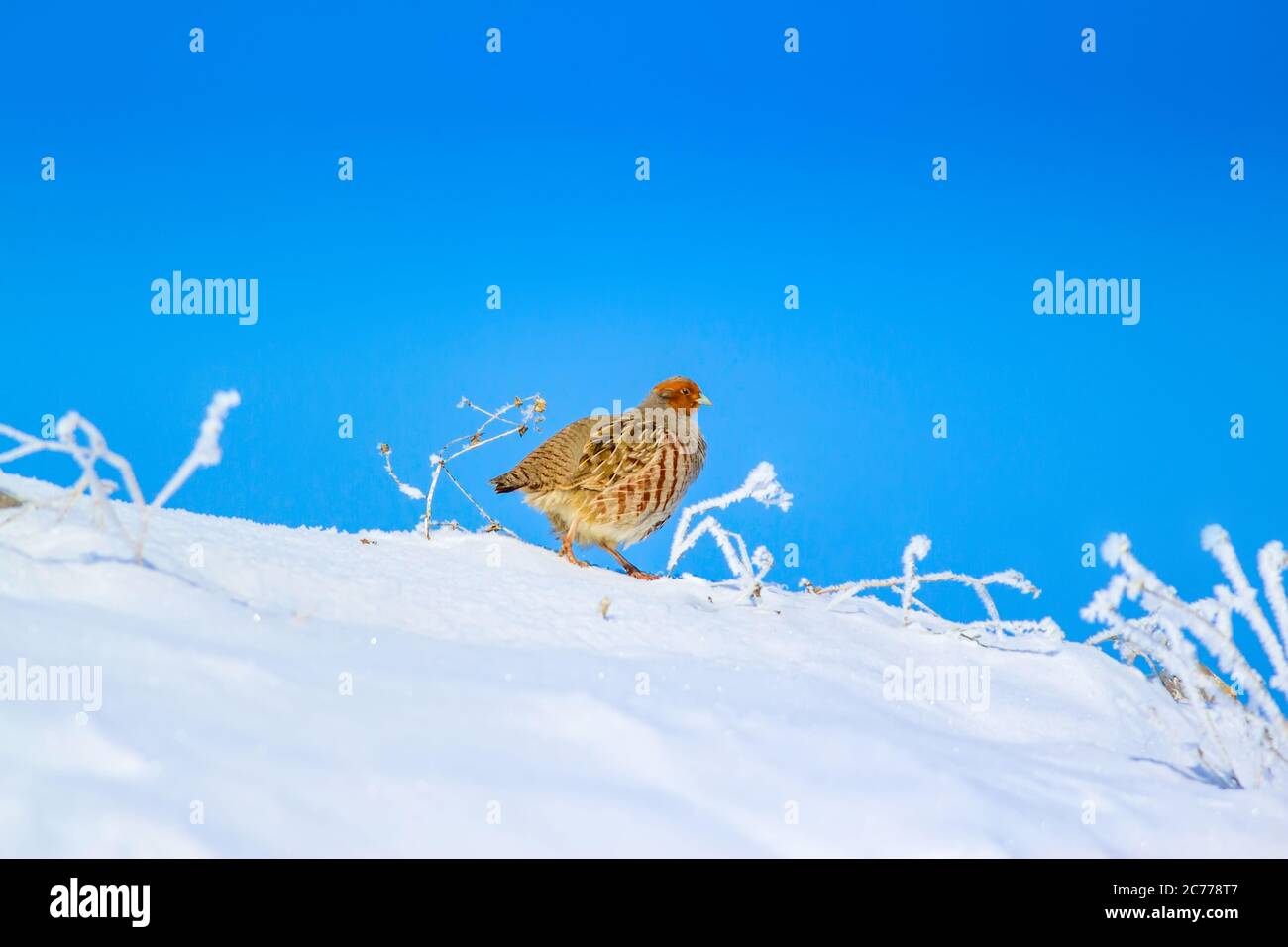 Winter and Partridge. White snow background. Bird: Grey Partridge ...