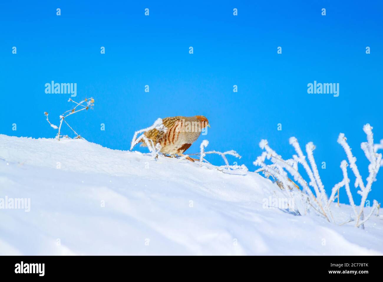 Winter and Partridge. White snow background. Bird: Grey Partridge ...