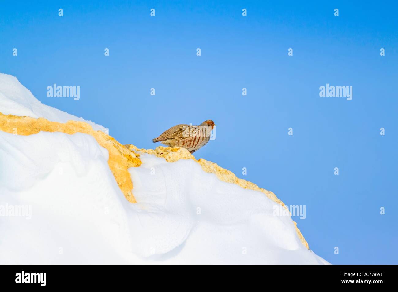 Winter and Partridge. White snow background. Bird: Grey Partridge ...