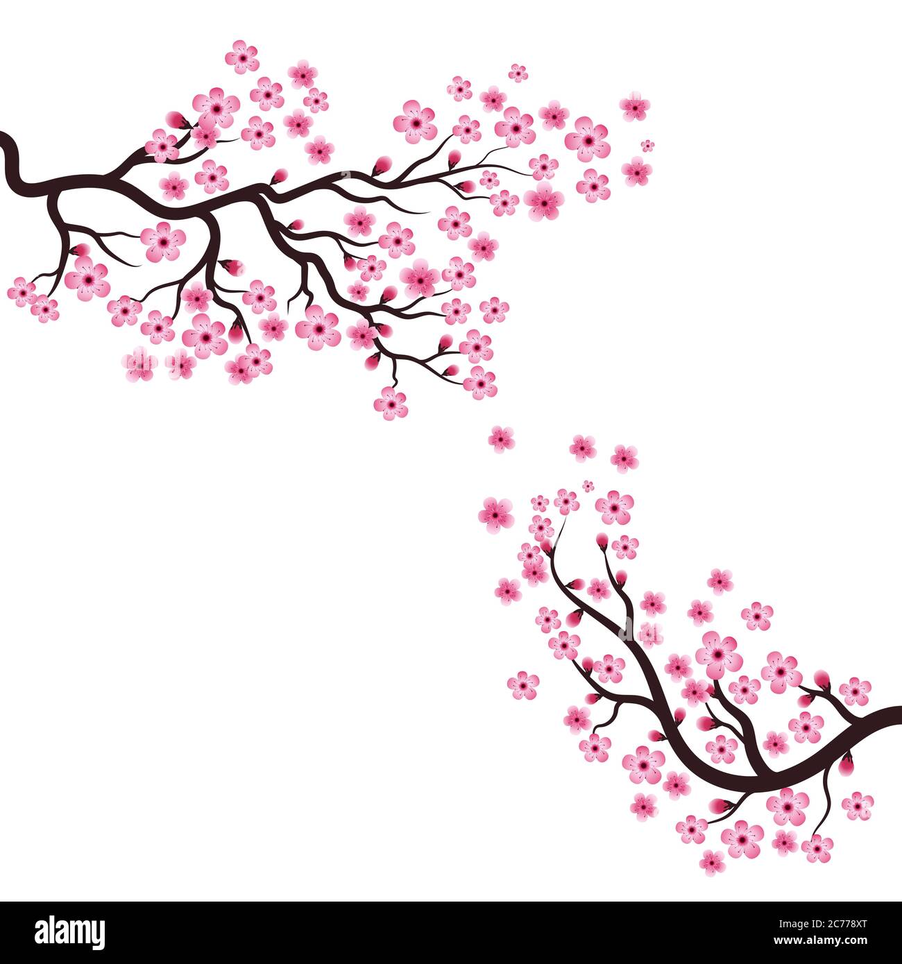 Sakura Beauty flower Vector icon illustration design Stock Vector Image ...