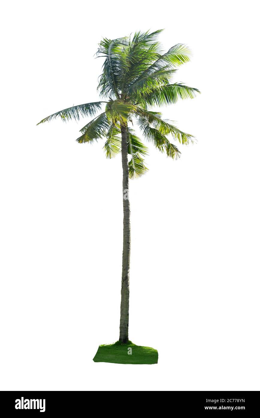 Coconut tree isolated Stock Photo - Alamy