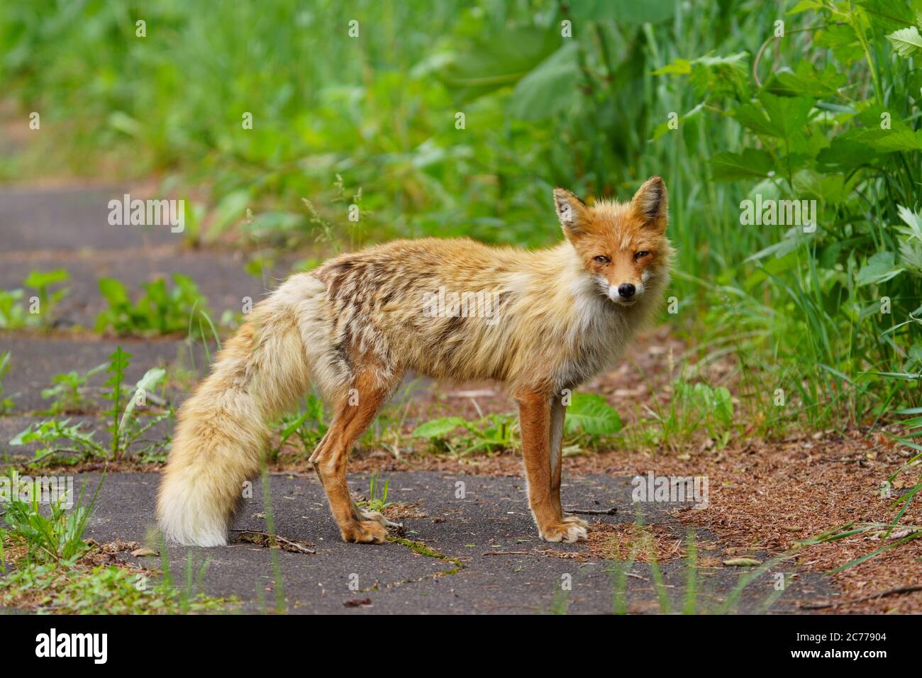Ezo red fox hi-res stock photography and images - Alamy