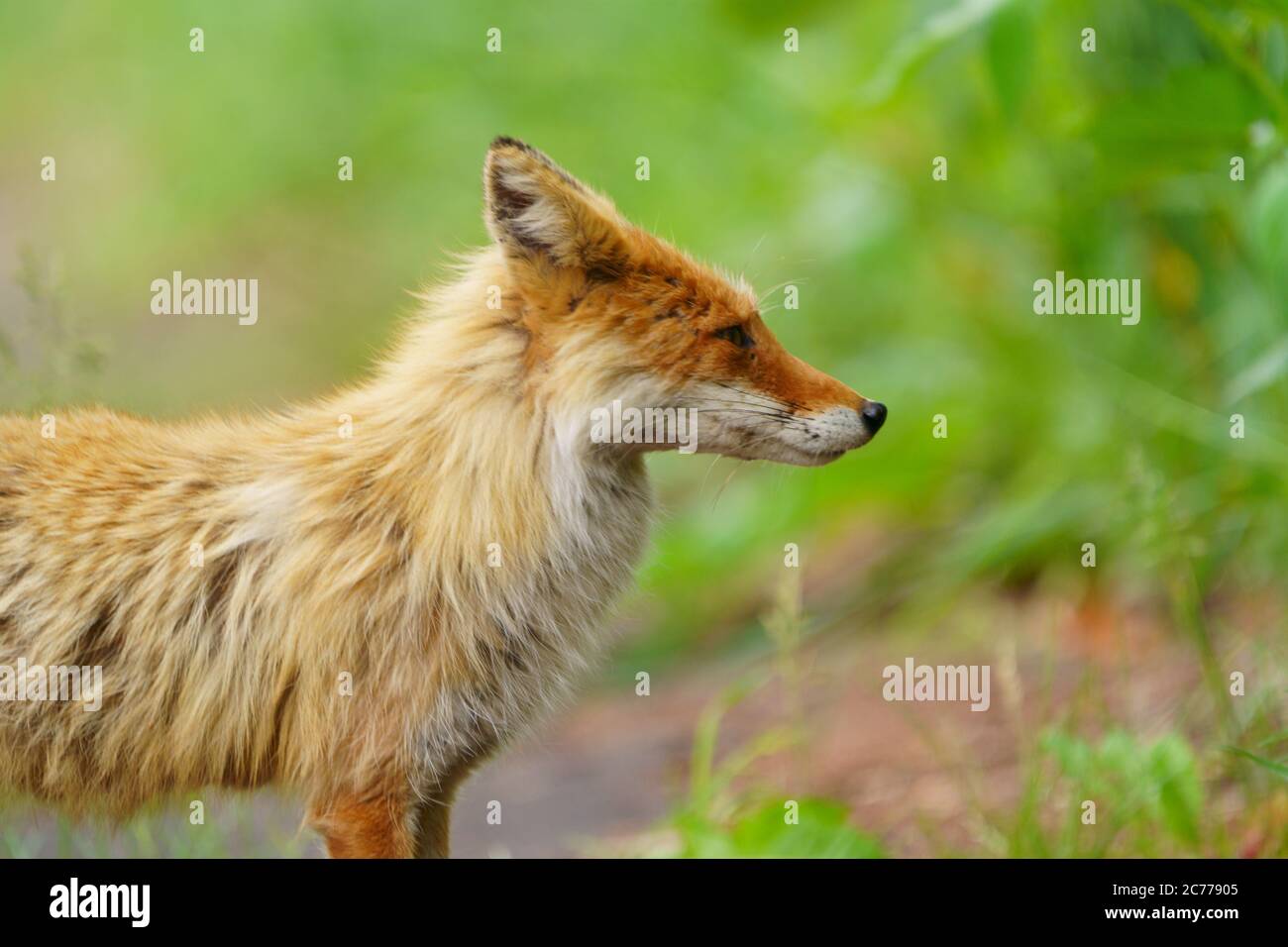 Ezo Red Fox Stock Photo - Alamy