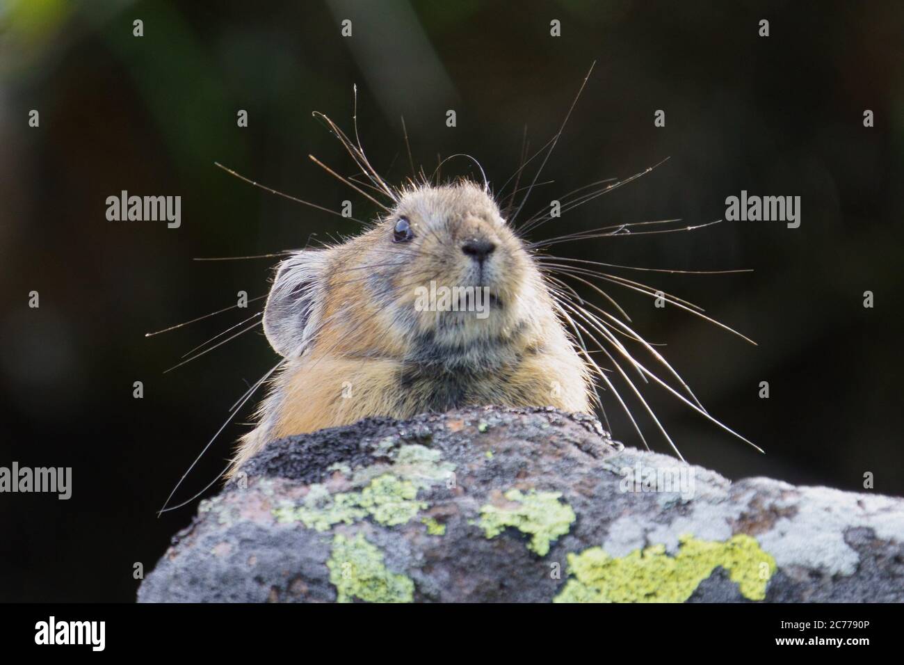 Northern pika hi-res stock photography and images - Alamy