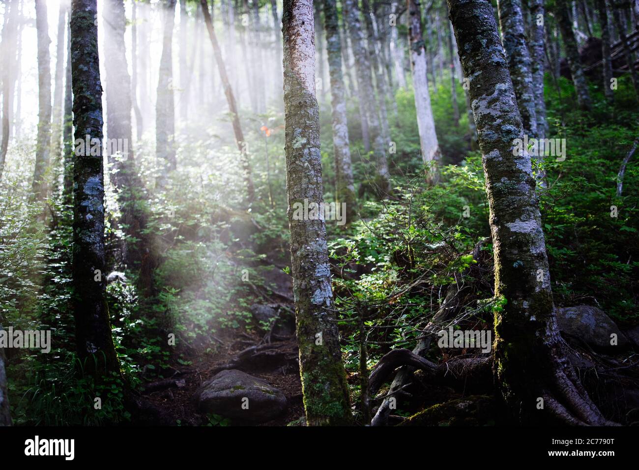 Forest in morning Stock Photo - Alamy