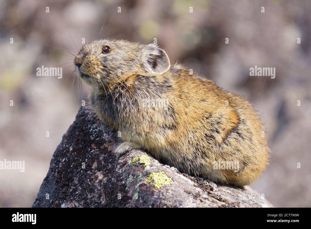 Northern pika hi-res stock photography and images - Alamy