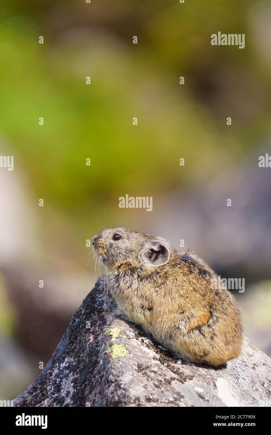 Northern pika hi-res stock photography and images - Alamy